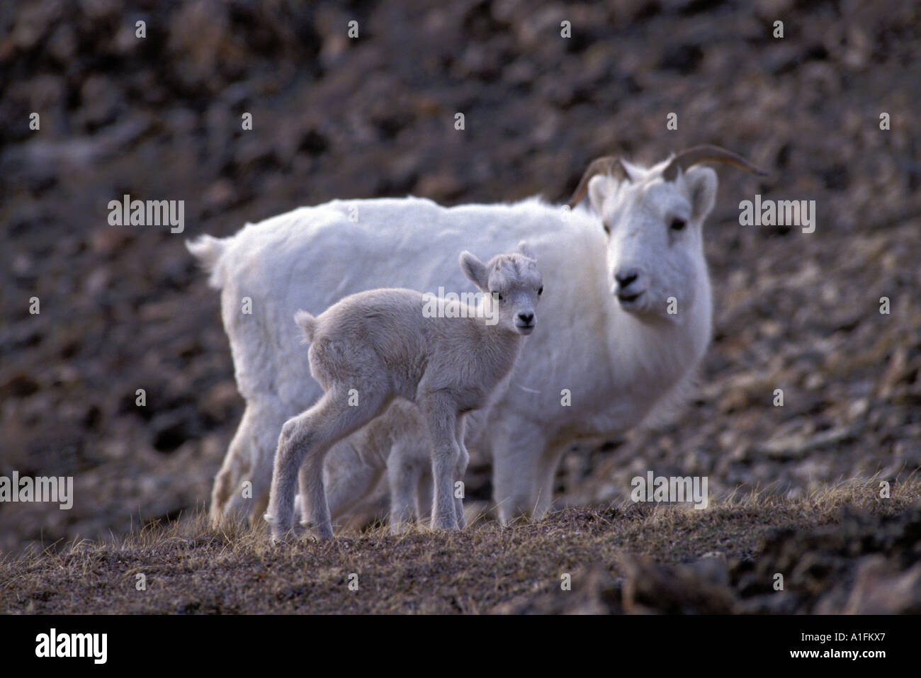 Dall Sheep ewe and lamb in Denali National Park, shot in the wild Stock ...
