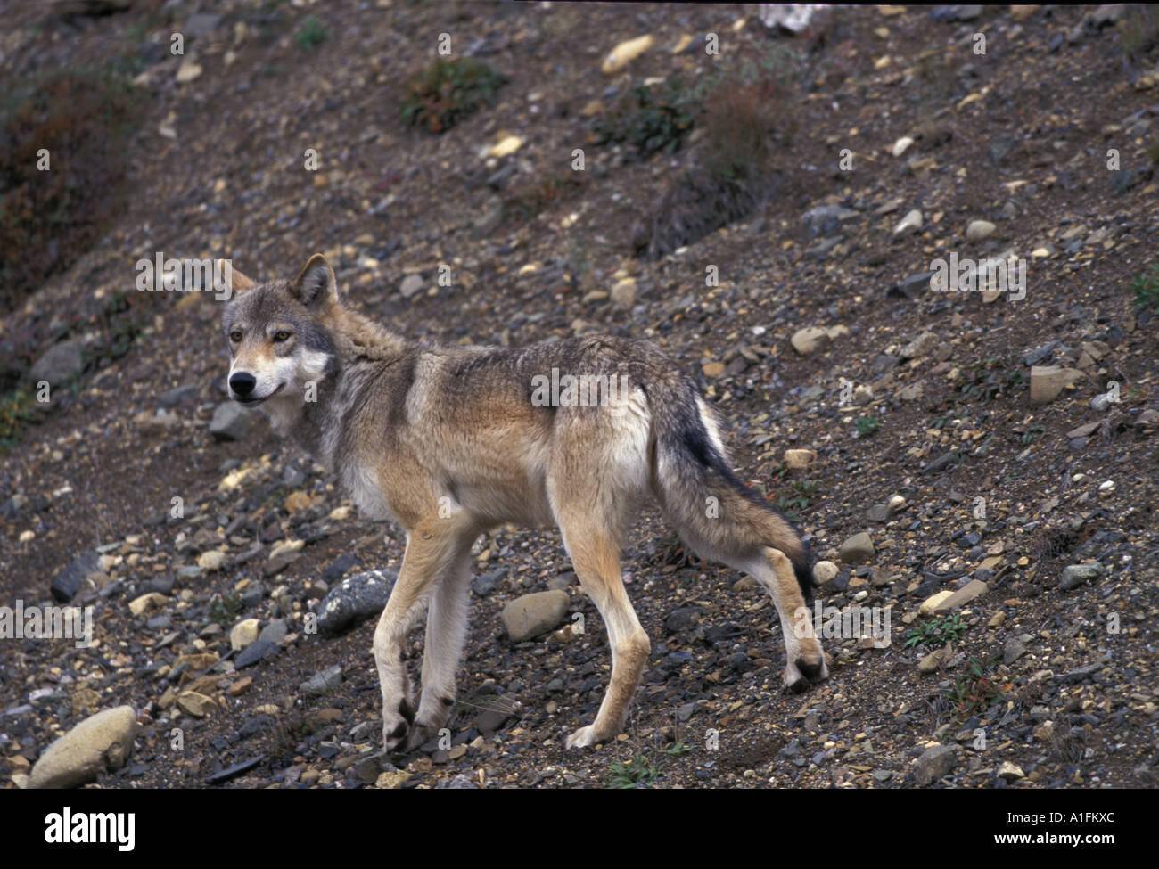 Gray Wolf in Denali National Park, Shot in the wild Stock Photo - Alamy