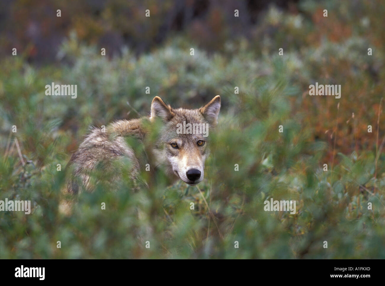 Gray Wolf in Denali National Park, Shot in the wild Stock Photo - Alamy