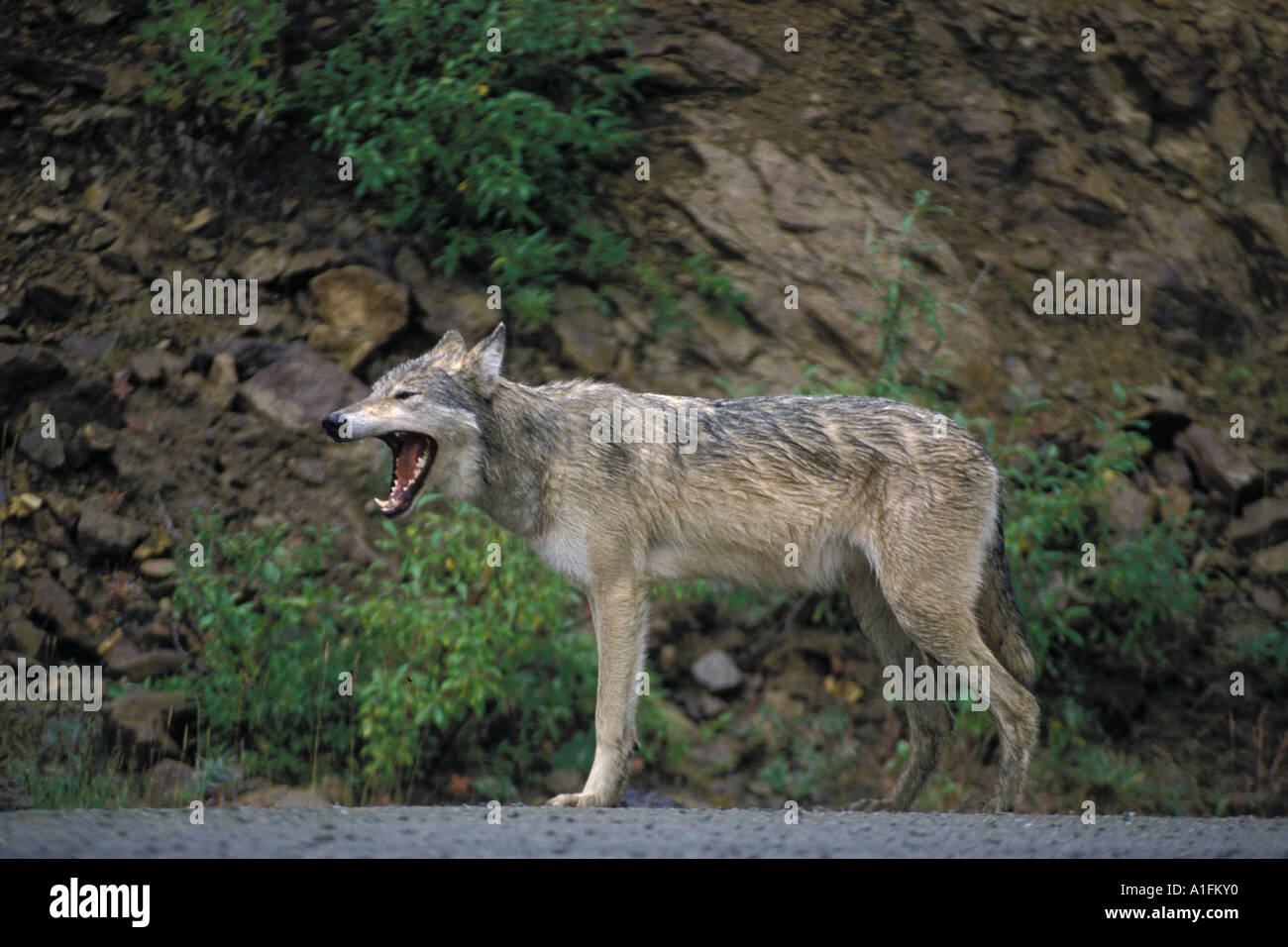Gray Wolf in Denali National Park, Shot in the wild Stock Photo - Alamy