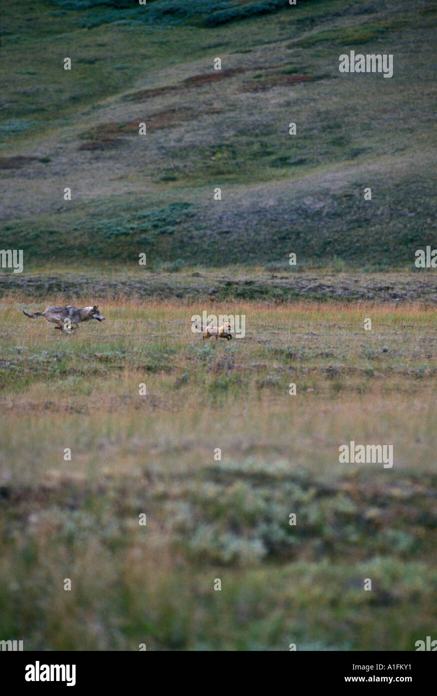 Gray Wolf in Denali National Park, Shot in the wild Stock Photo - Alamy