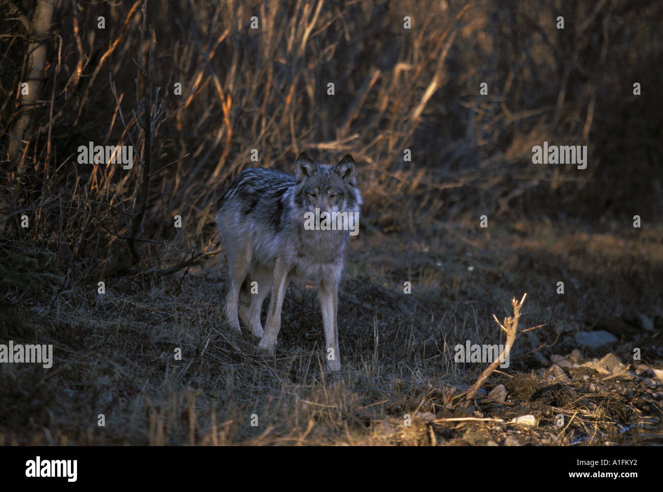 Gray Wolf in Denali National Park, Shot in the wild Stock Photo - Alamy