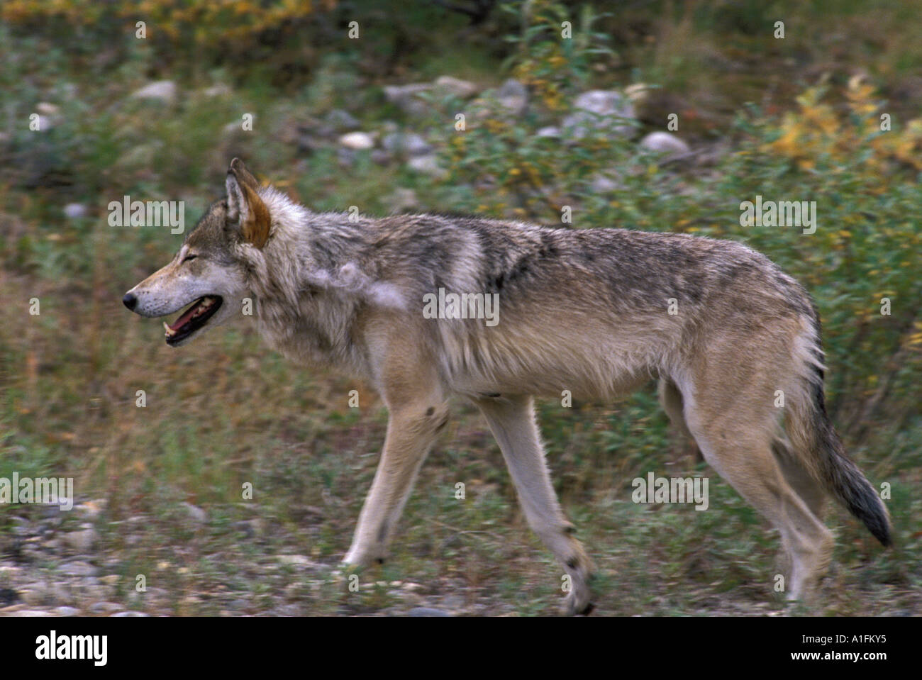 Gray Wolf in Denali National Park, Shot in the wild Stock Photo - Alamy