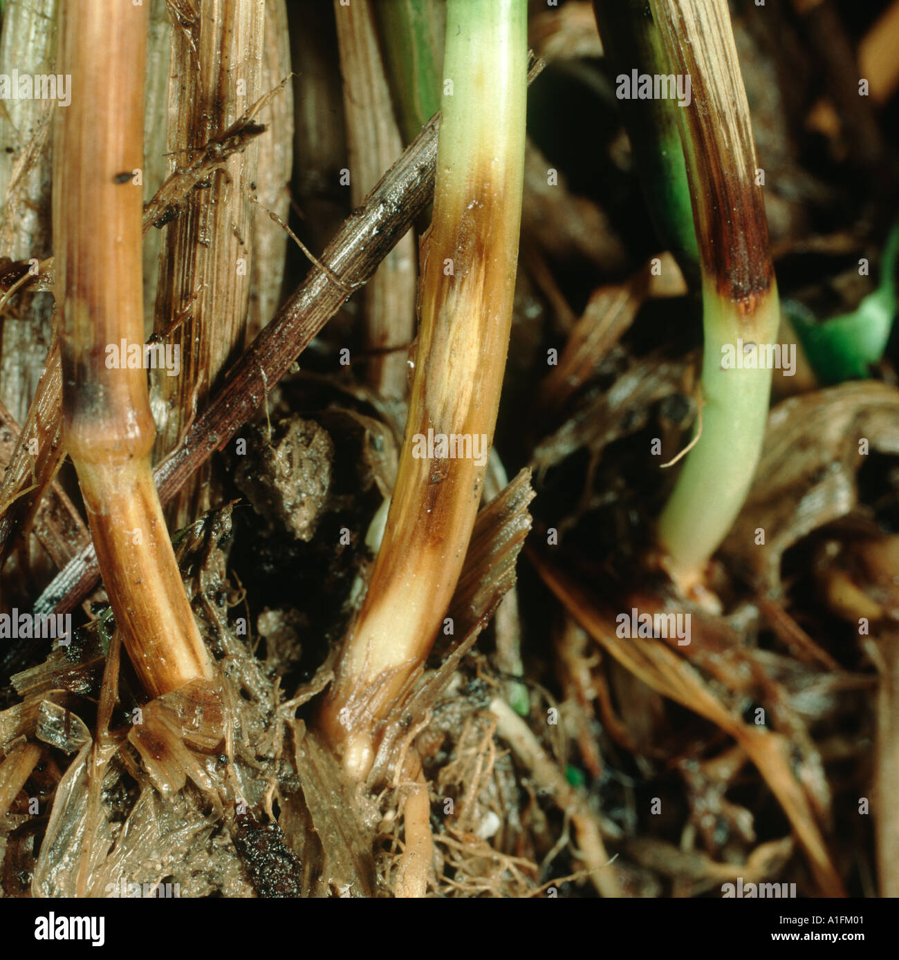 True eyespot or strawbreaker footrot (Tapesia yallundae) on wheat stem ...