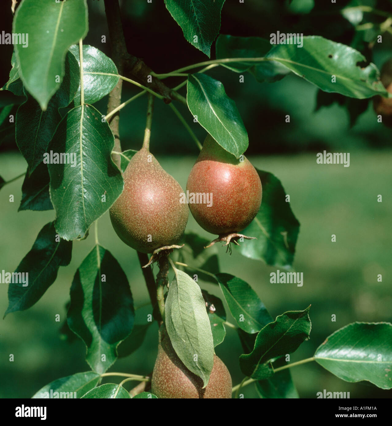 Immature pear hi-res stock photography and images - Alamy