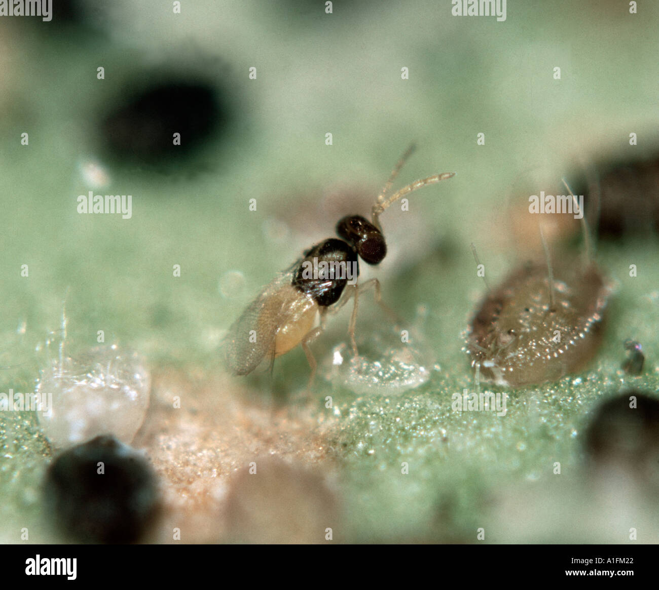 Encarsia formosa hi-res stock photography and images - Alamy