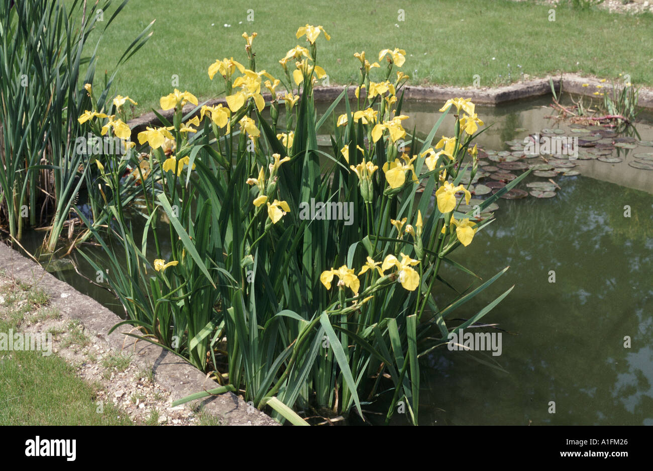 Pond iris pseudocorus hi-res stock photography and images - Alamy