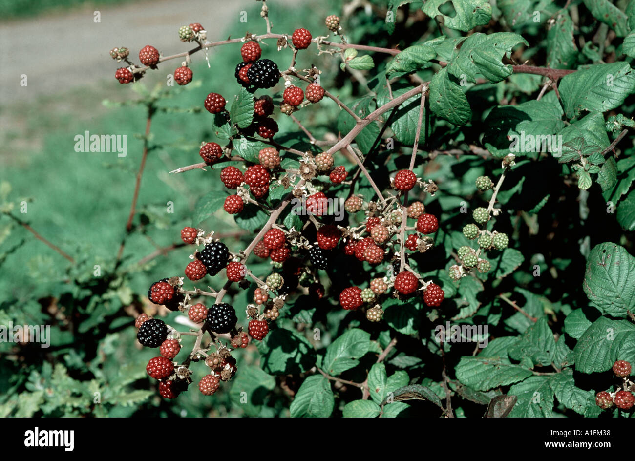 Rubus fructicosus hi-res stock photography and images - Alamy