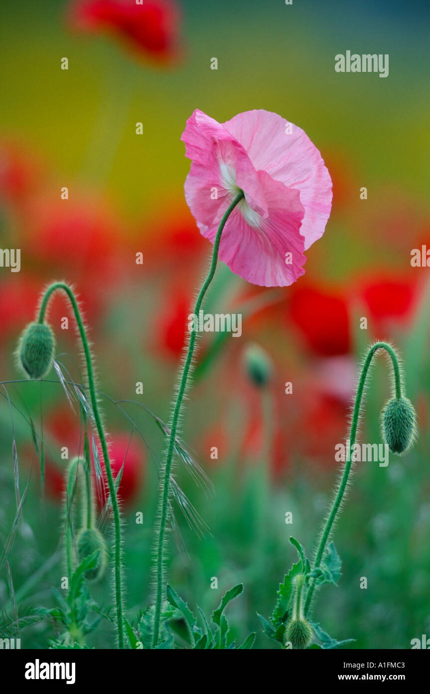 Corn poppy in full spring bloom Stock Photo - Alamy