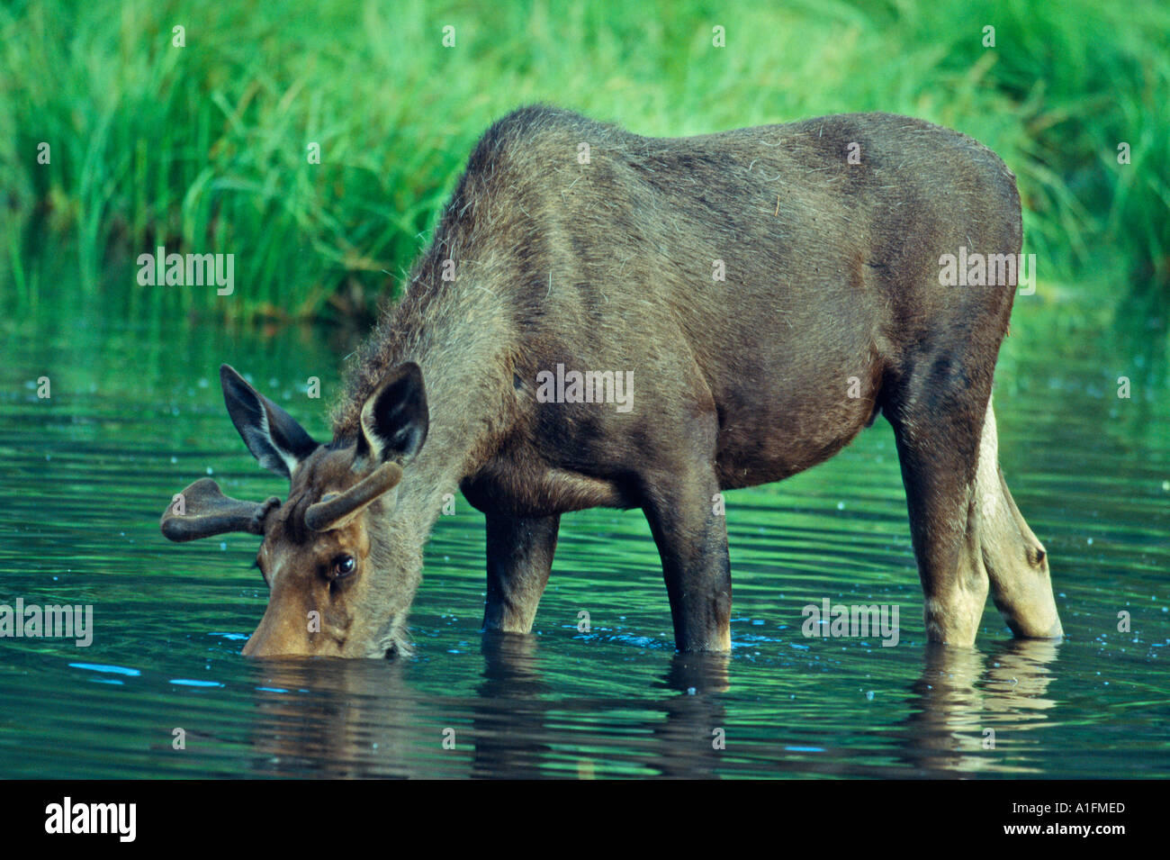 Big moose bull drinking water hi-res stock photography and images - Alamy