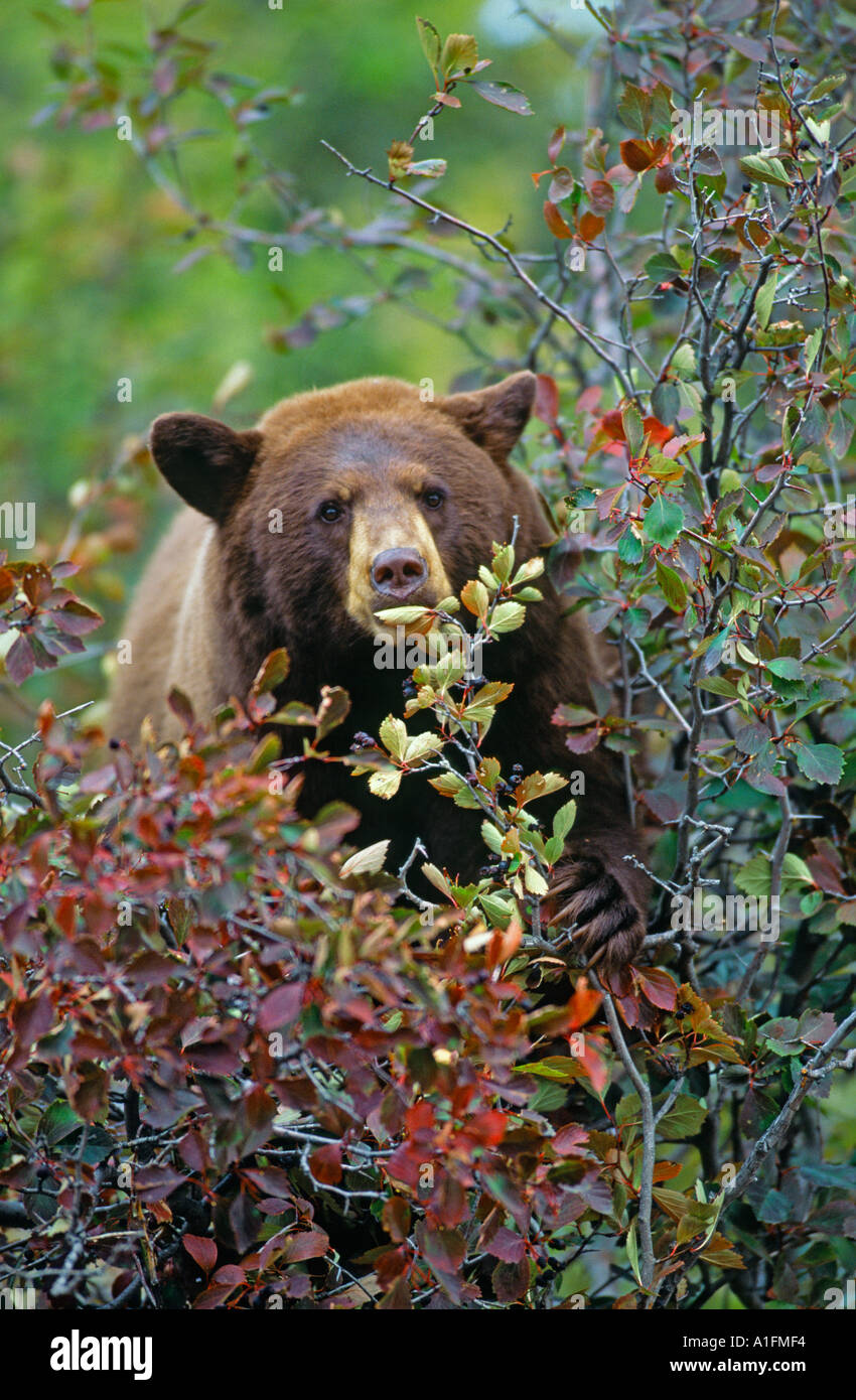 Bear eating berries hi-res stock photography and images - Alamy