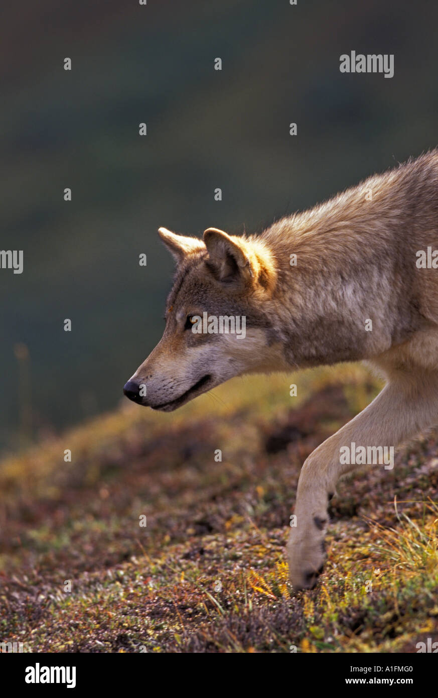 Gray Wolf in Denali National Park, Shot in the wild Stock Photo - Alamy