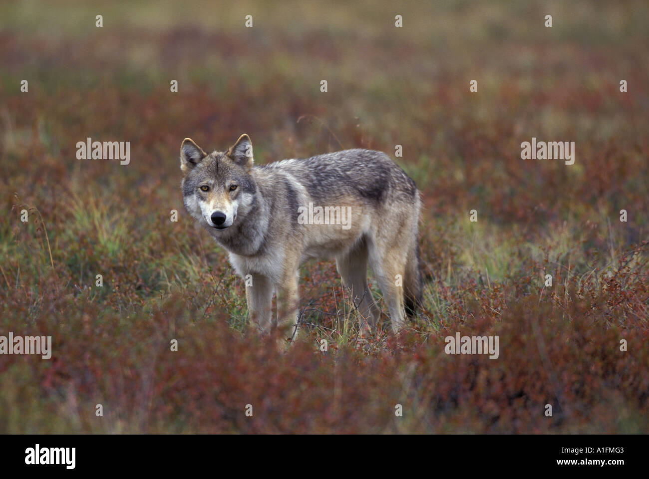 Gray Wolf in Denali National Park, Shot in the wild Stock Photo - Alamy
