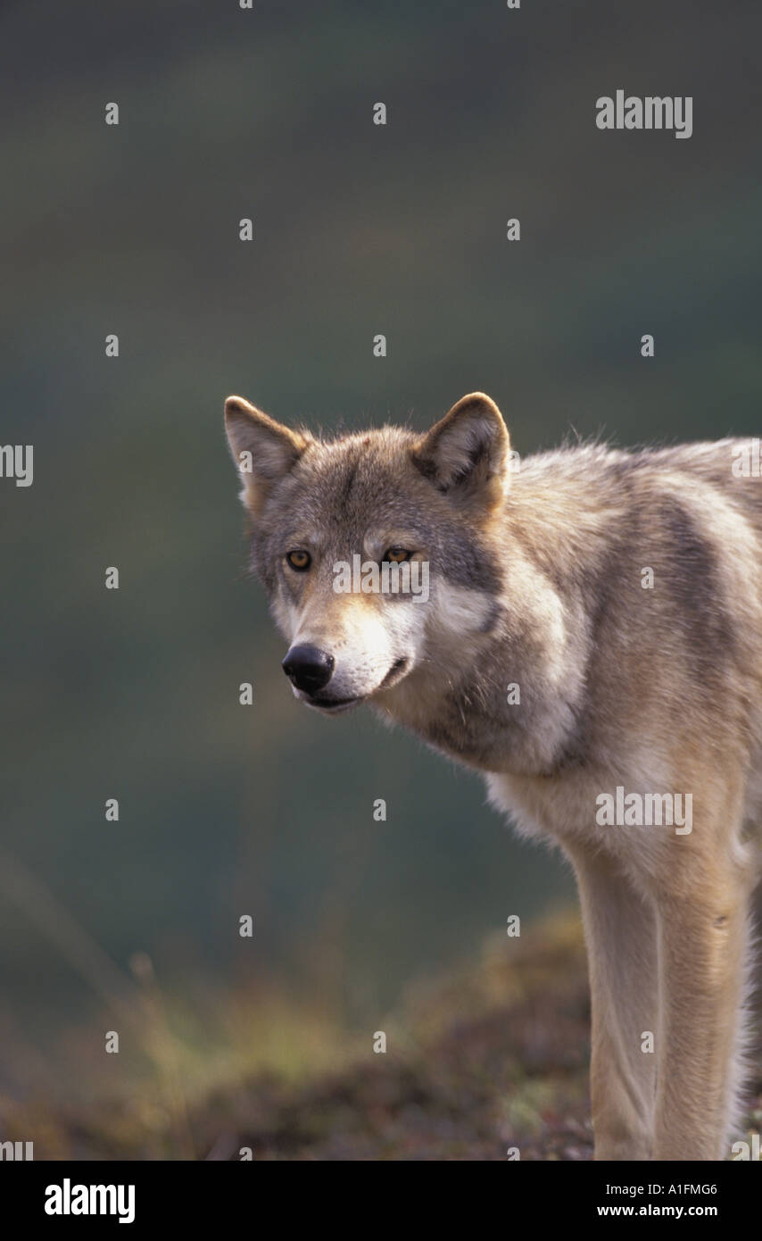 Gray Wolf in Denali National Park, Shot in the wild Stock Photo - Alamy