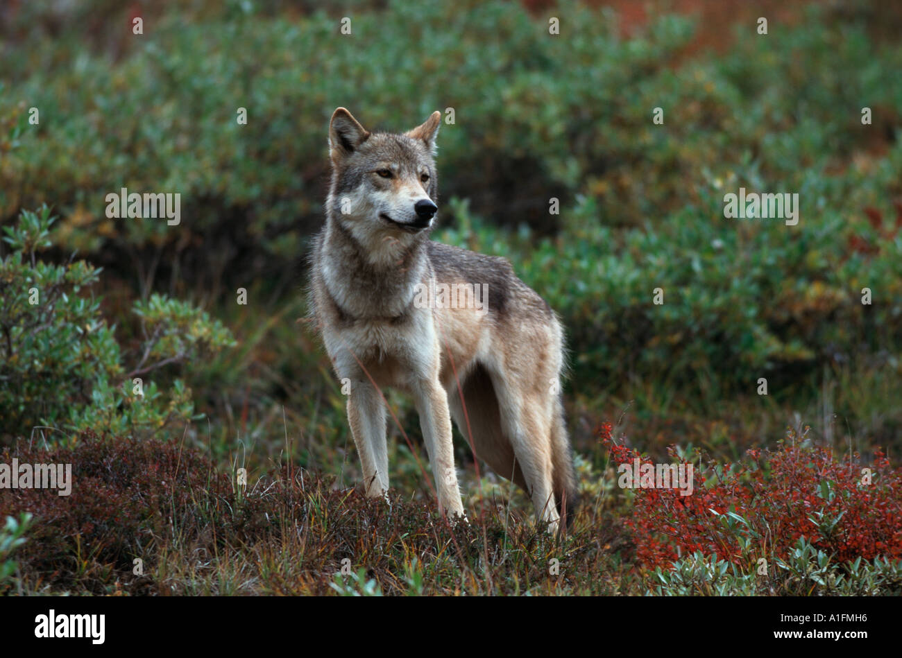 Gray Wolf in Denali National Park, Shot in the wild Stock Photo - Alamy
