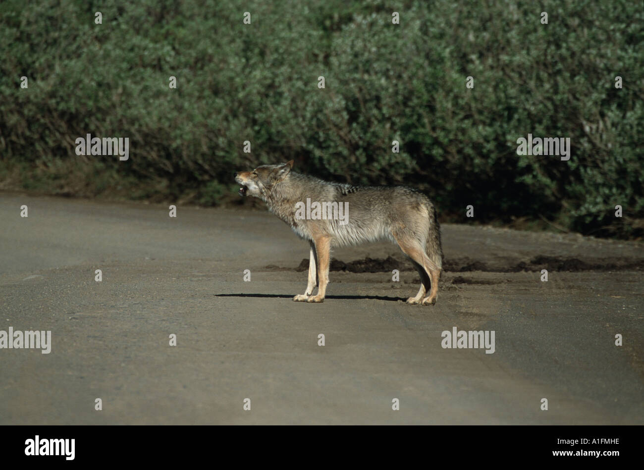 Gray Wolf in Denali National Park, Shot in the wild Stock Photo - Alamy