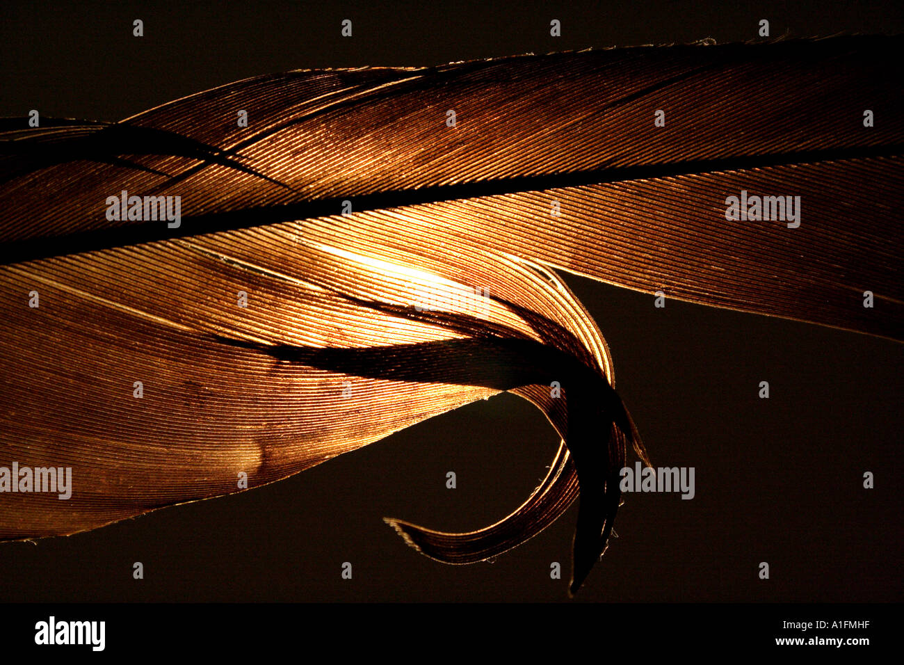 Arty feather design hi-res stock photography and images - Alamy