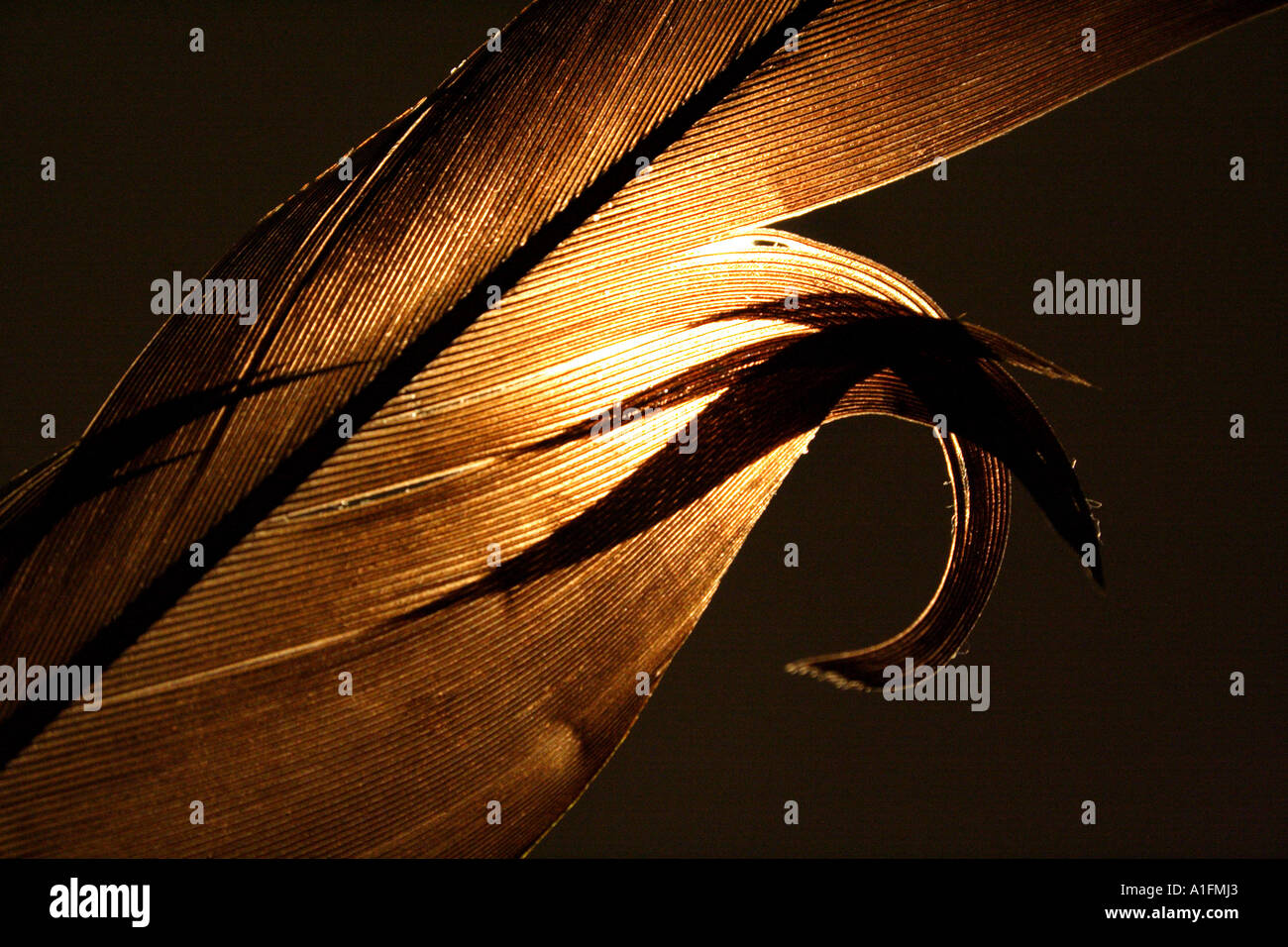 Arty feather design hi-res stock photography and images - Alamy
