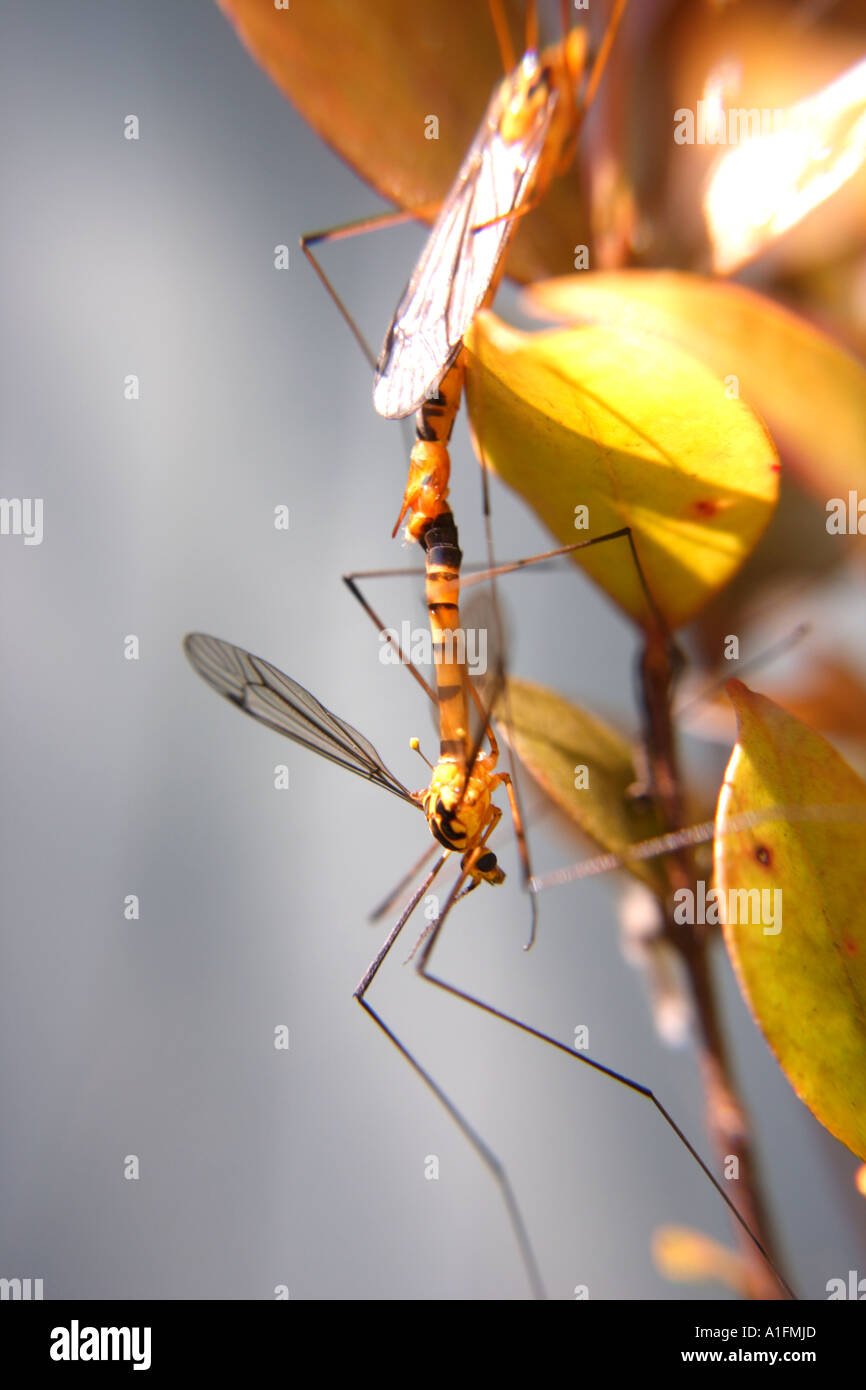 CLOSE UP OF A CRANE FLY IN AUSTRALIA Stock Photo - Alamy