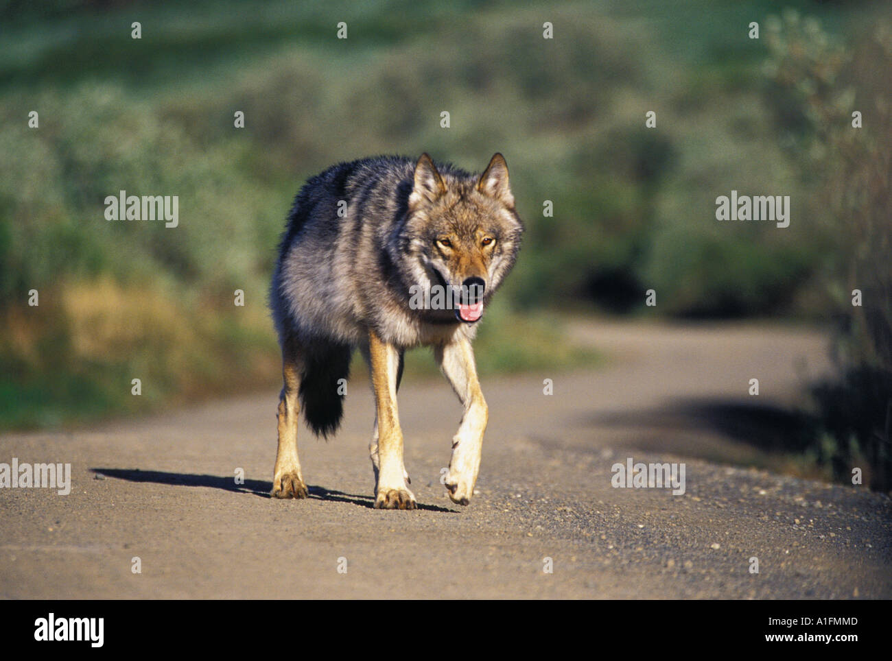 North american gray wolf hunting hi-res stock photography and images ...