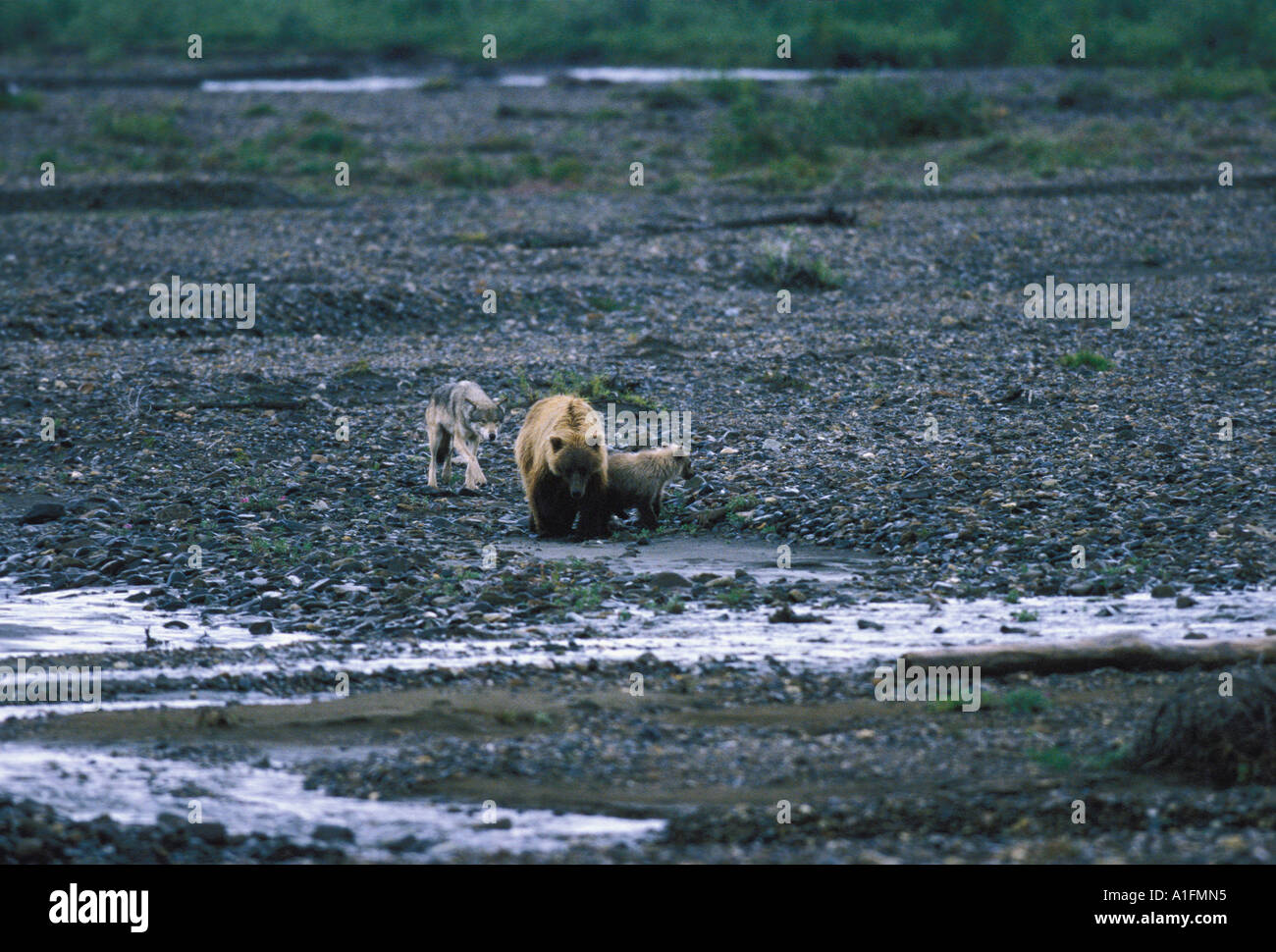 Gray Wolf in Denali National Park, Shot in the wild Stock Photo - Alamy