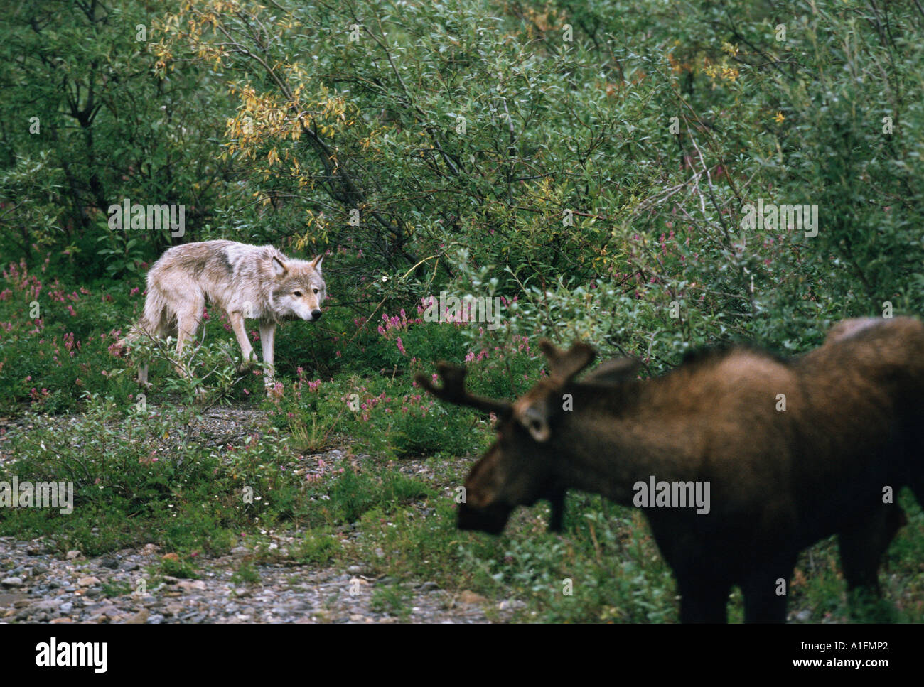 Gray Wolf in Denali National Park, Shot in the wild Stock Photo - Alamy