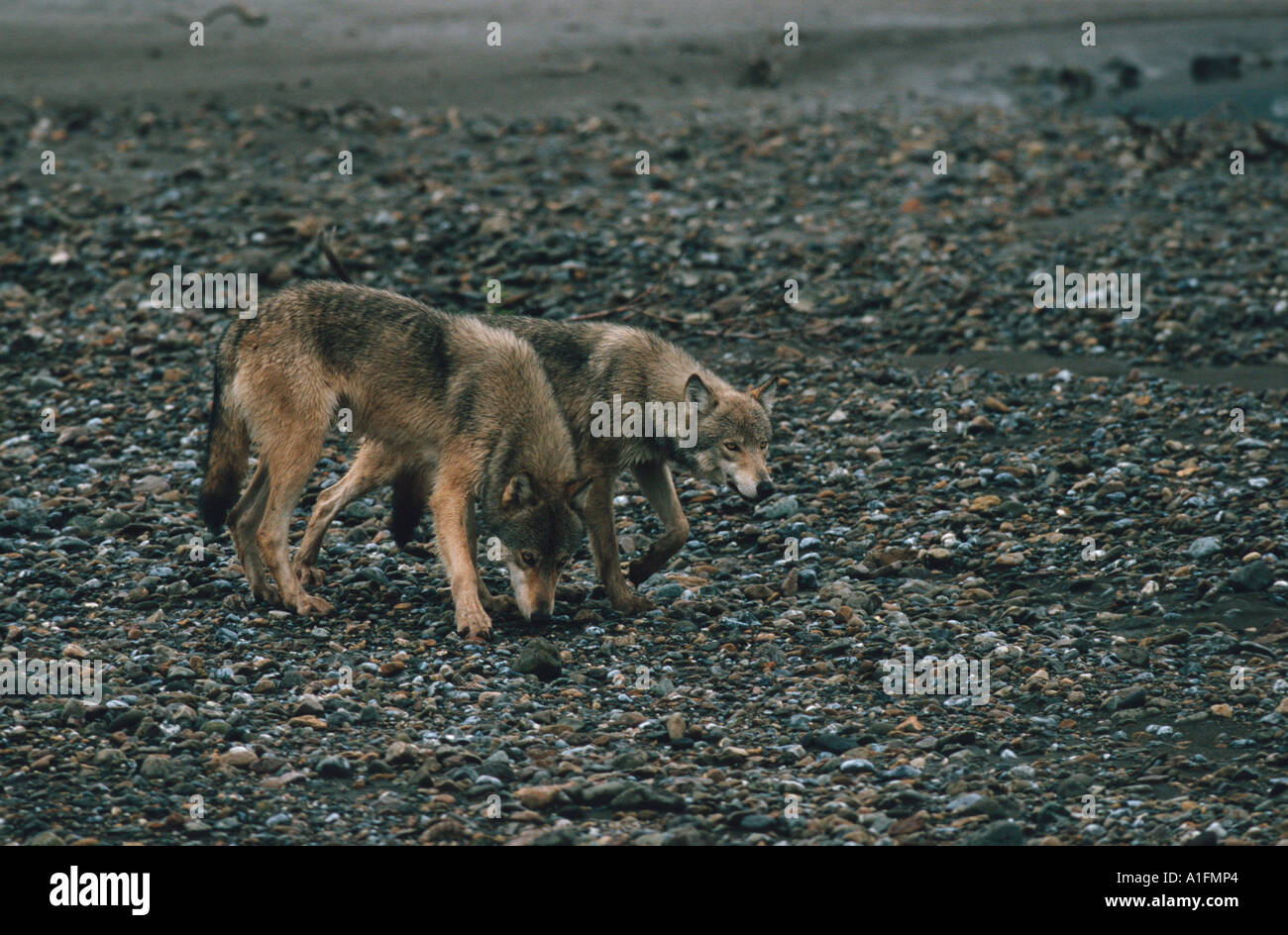 Gray Wolf in Denali National Park, Shot in the wild Stock Photo - Alamy
