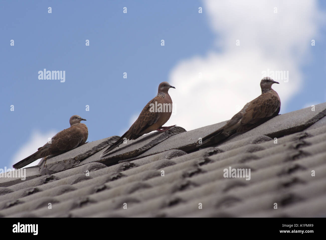 THREE DOVES RESTING ON A GREY ROOFTOP Stock Photo - Alamy