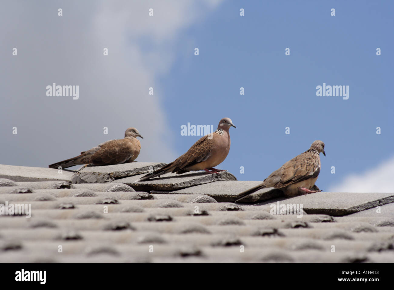 THREE DOVES RESTING ON A GREY ROOFTOP Stock Photo - Alamy