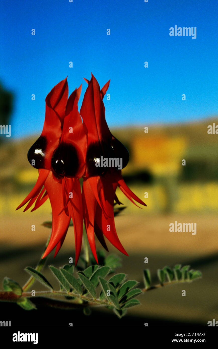 Sturt pea flower, Australia Stock Photo - Alamy