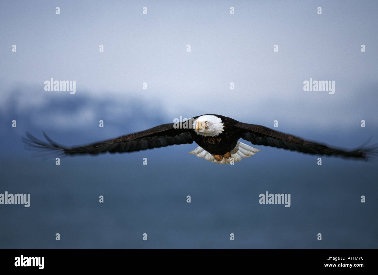 American Bald Eagle, Haliaeetus leucocephalus, Kenai Peninsula, Alaska, Shot in the wild Stock ...