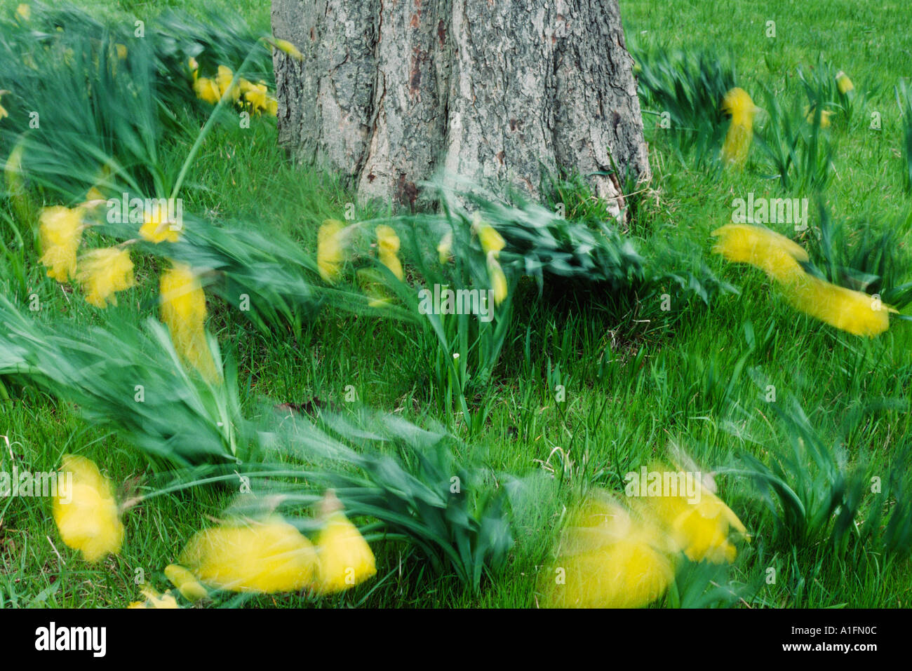 Wind blown daffodils in spring bloom Stock Photo - Alamy