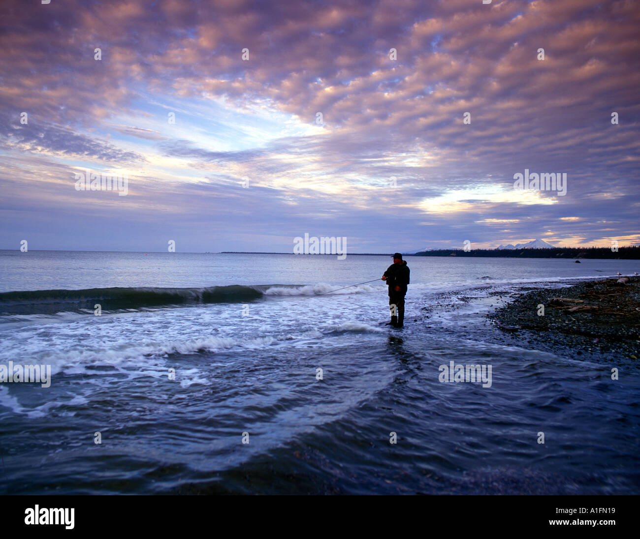 Sockeye salmon kalgin island hi-res stock photography and images - Alamy