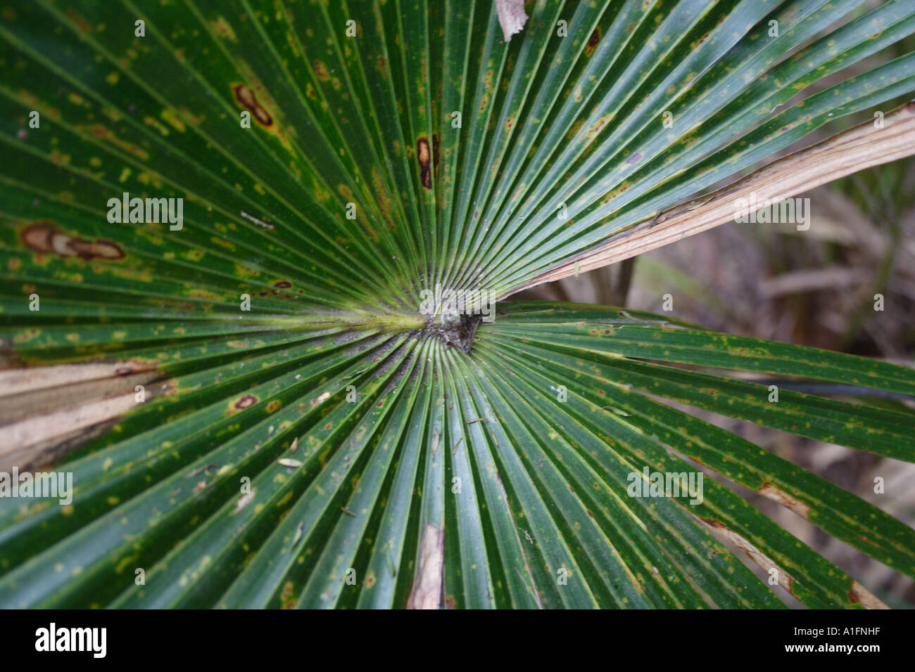 LEAVES OF A FANTAIL PALM HORIZONTAL BAPDB4100 Stock Photo - Alamy