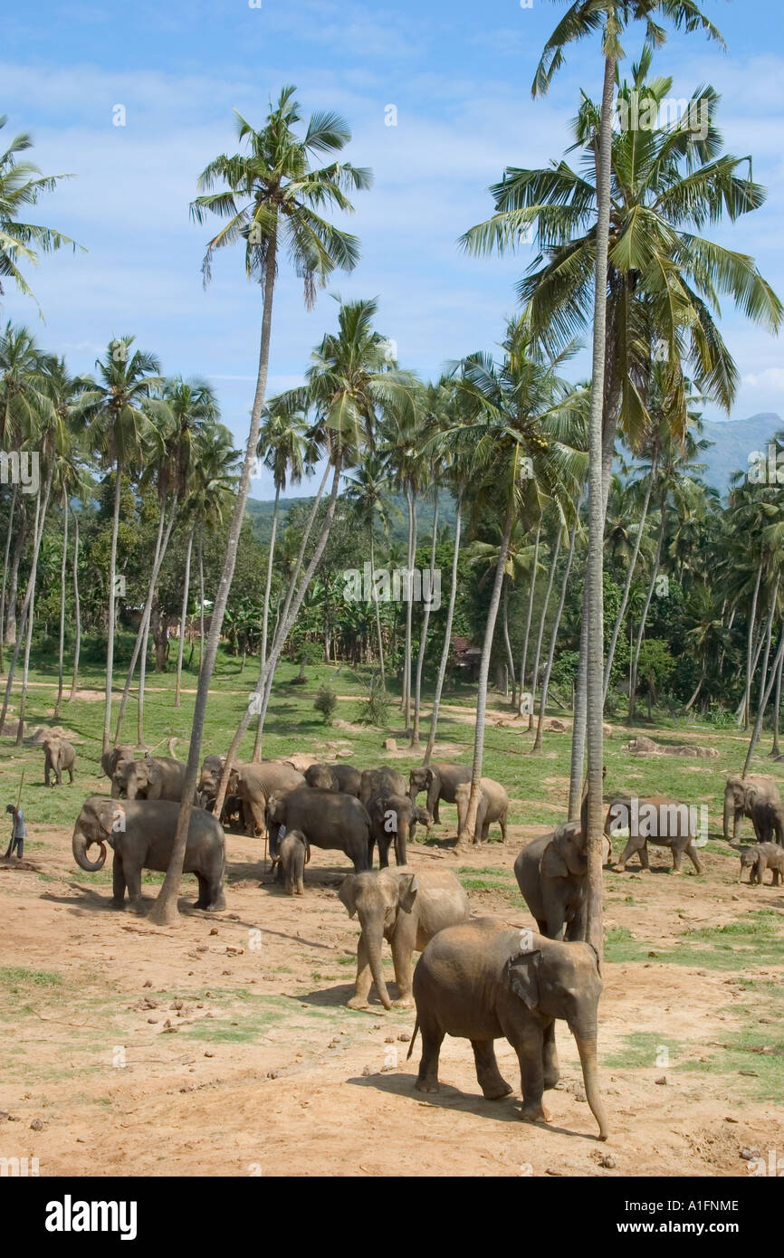 Kandy elephants hi-res stock photography and images - Alamy