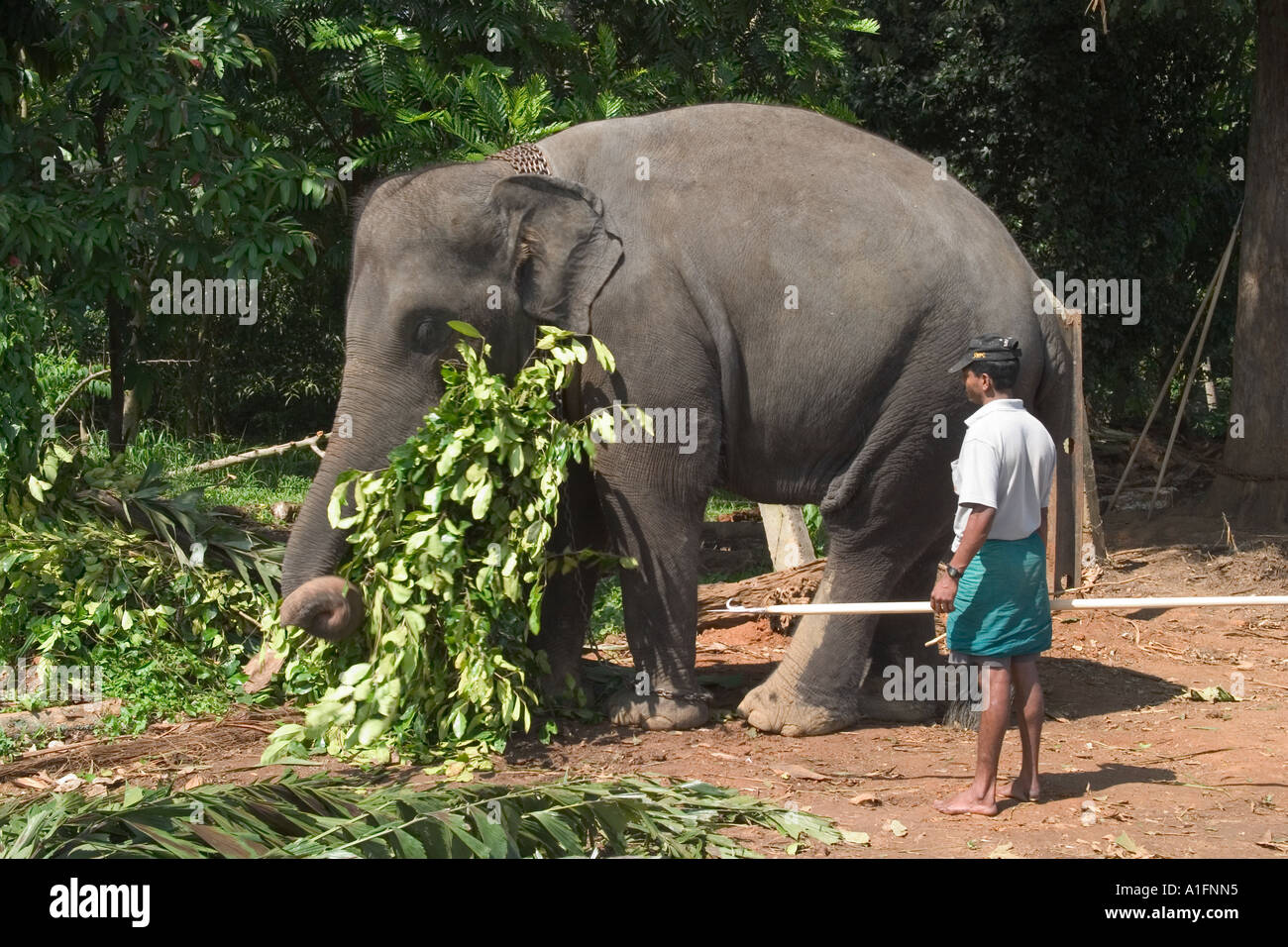 Elephant and keeper, Pinnawela elephant orphanage Nr Kandy Sri Lanka ...