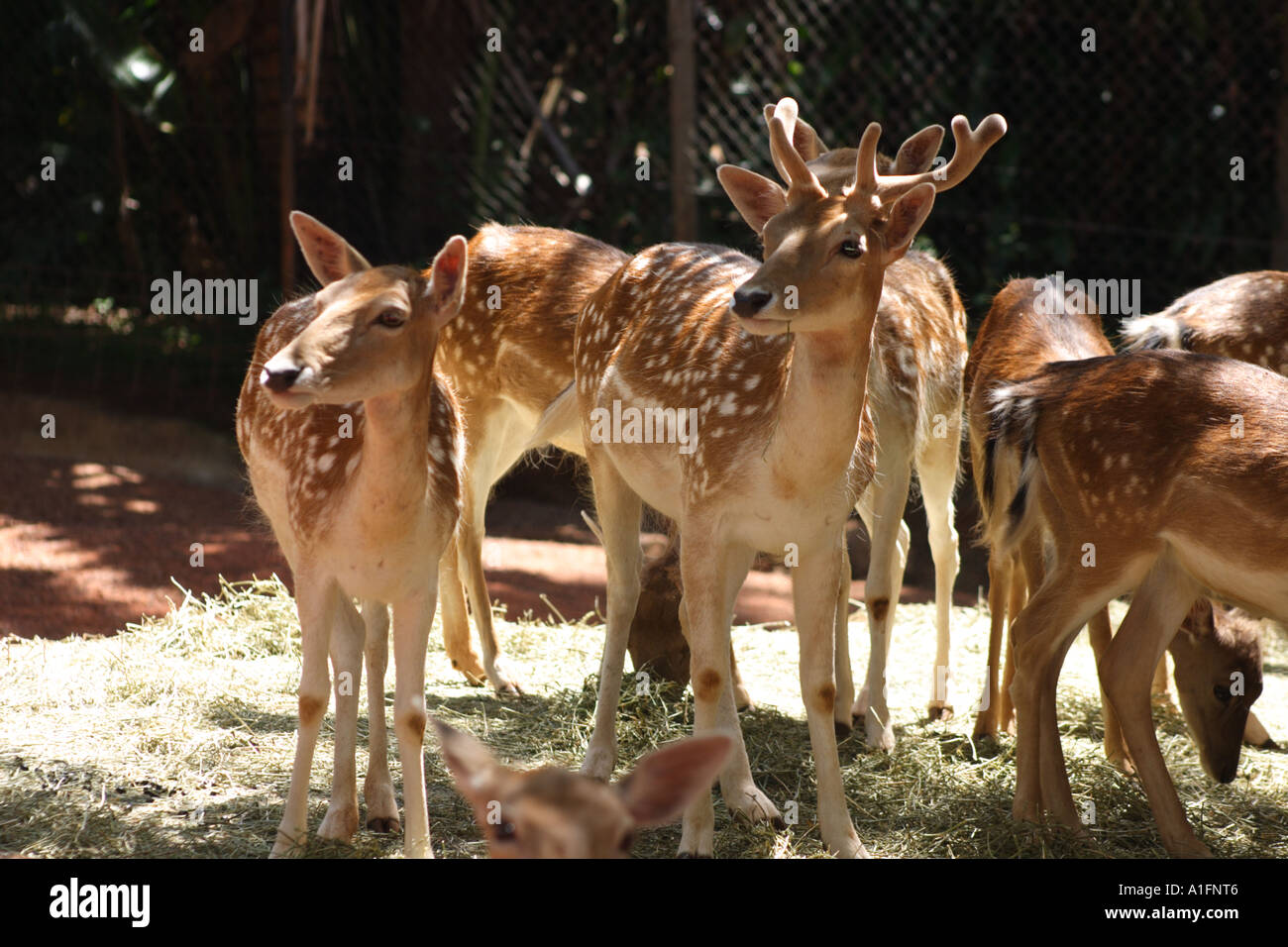 Deer feeding at zoo hi-res stock photography and images - Alamy