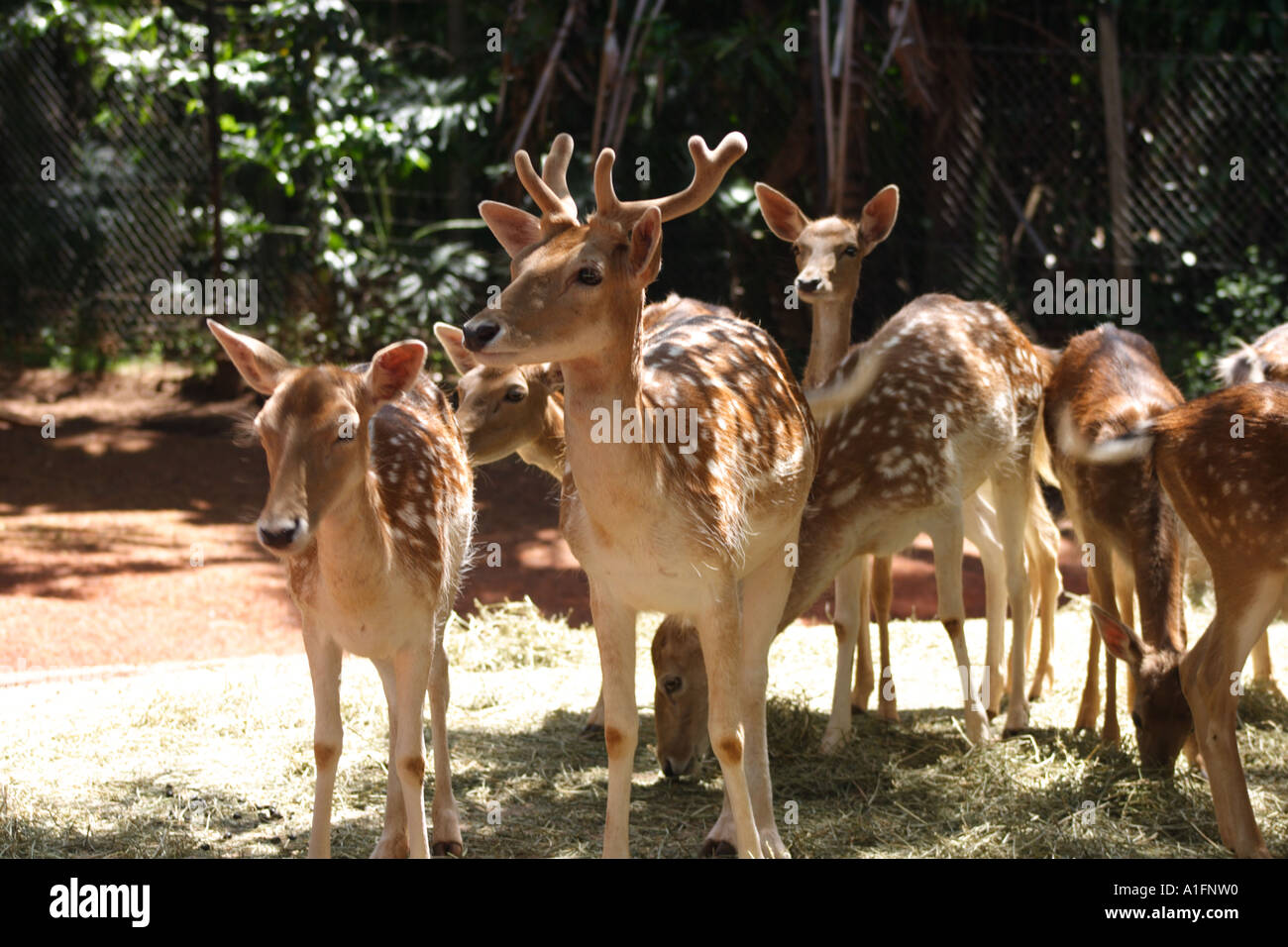 DEER IN A ZOO Stock Photo - Alamy