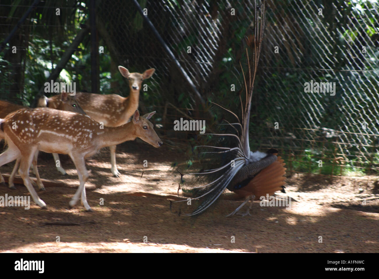 DEER IN A ZOO Stock Photo - Alamy
