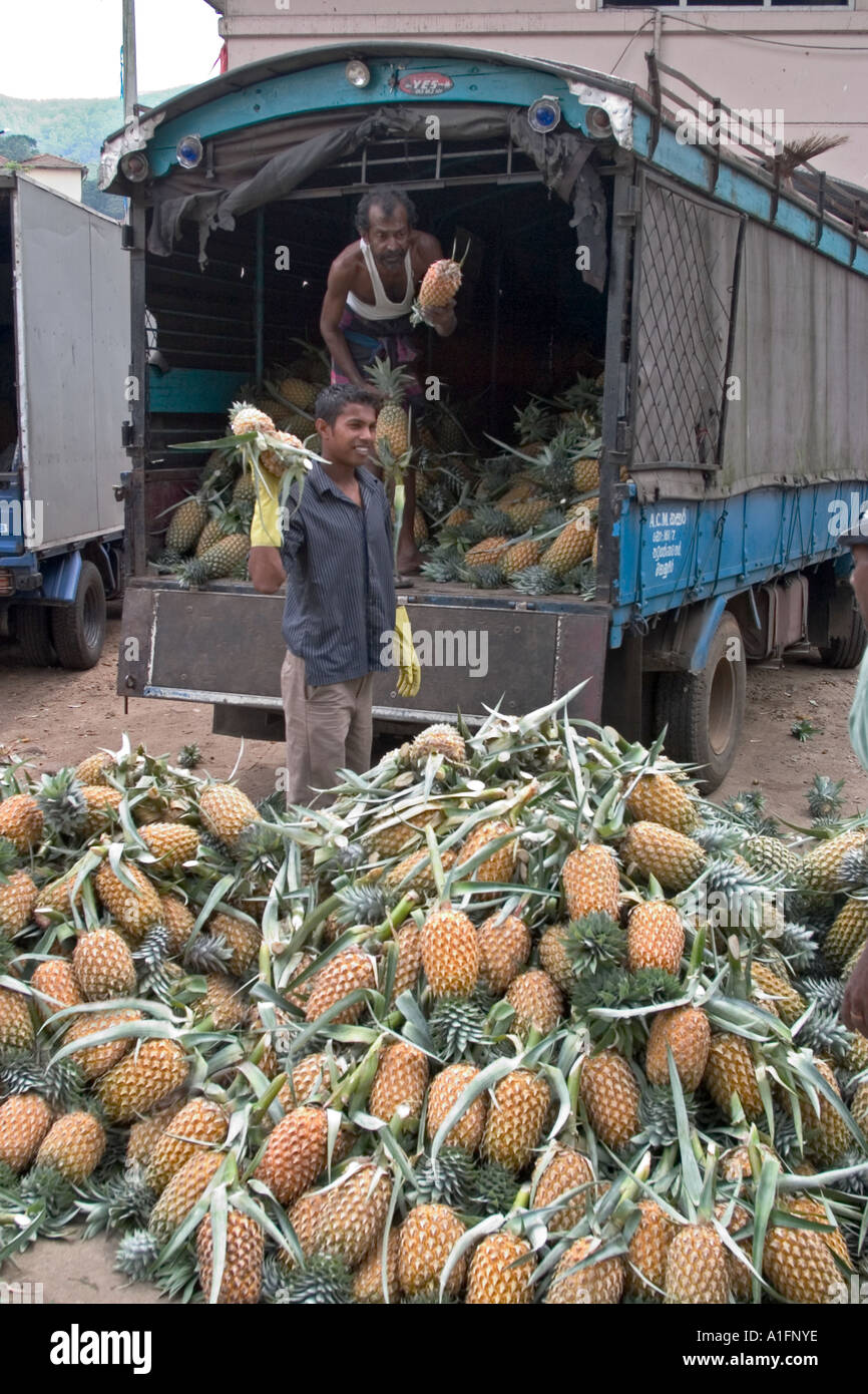 Lorry unloading pineapples at market. Kandy, Sri Lanka Stock Photo - Alamy