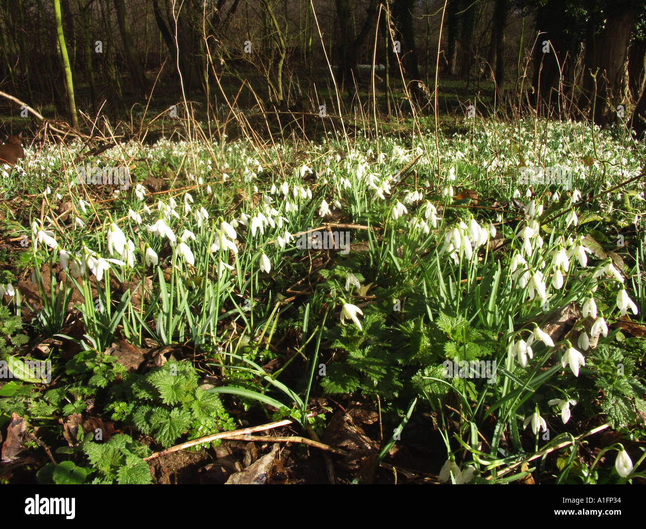 Snowdrops in British deciduous woodland Stock Photo - Alamy