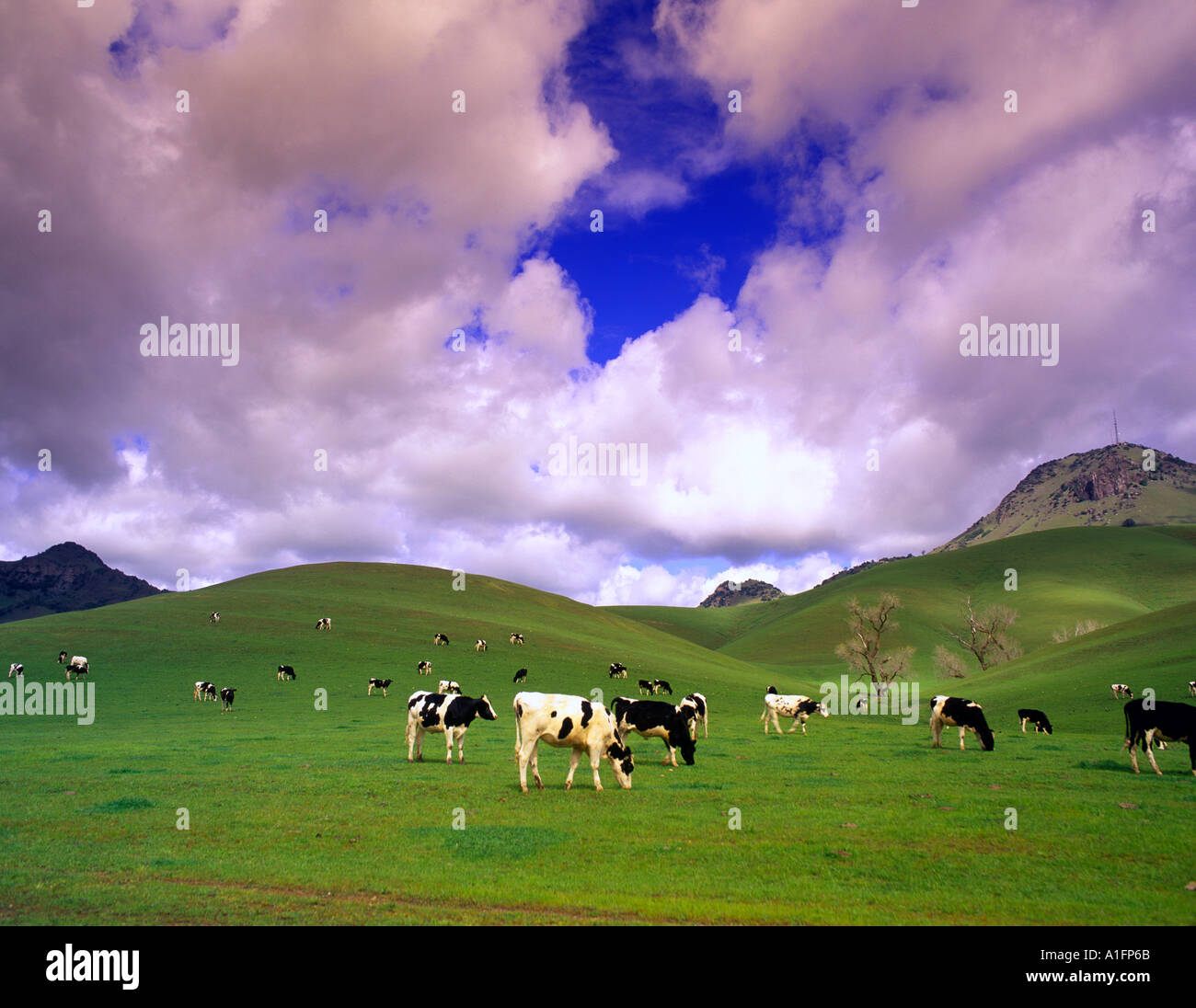 Two cows cow hi-res stock photography and images - Alamy