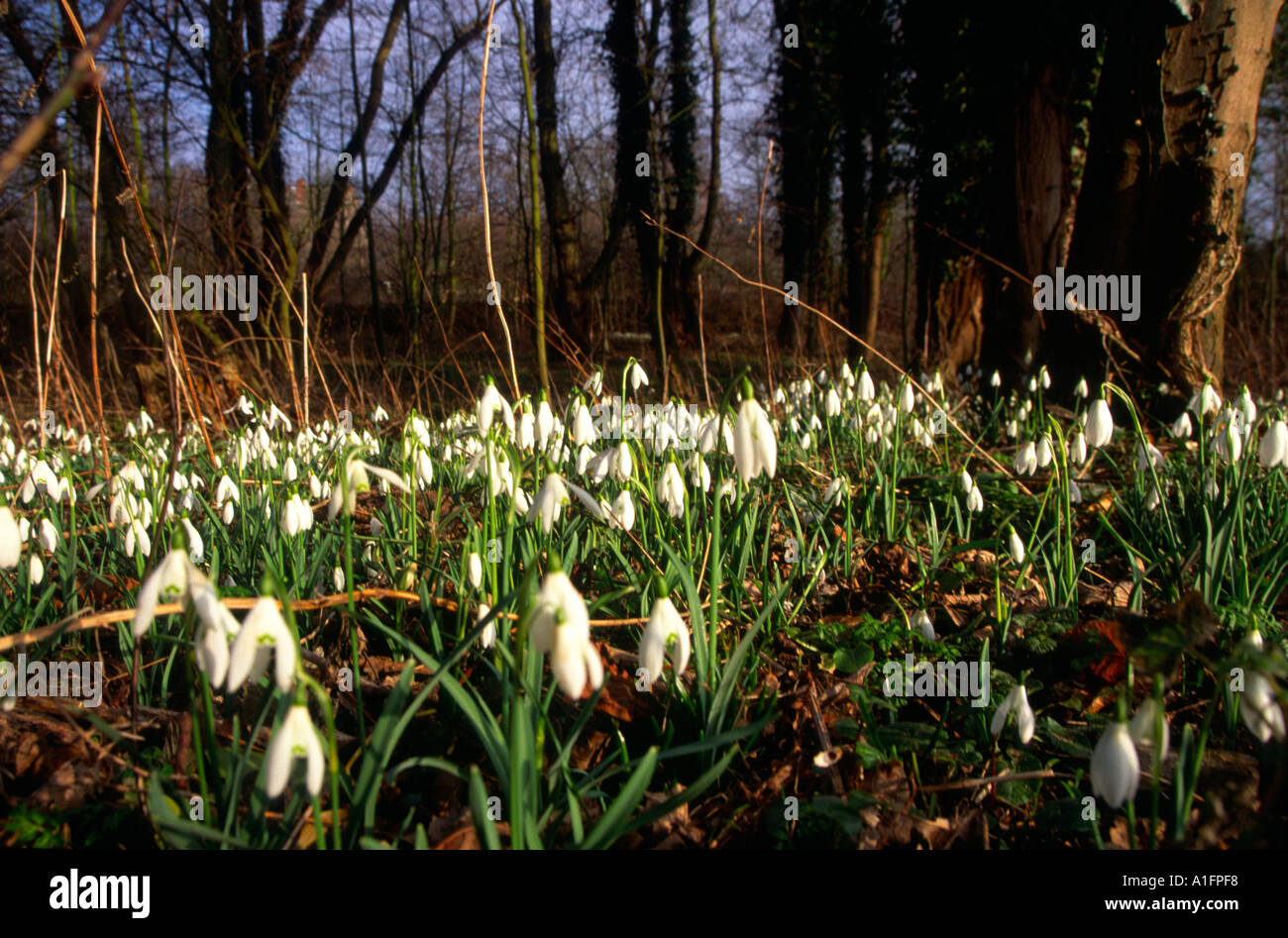 Snowdrops in english woodland ian hi-res stock photography and images ...