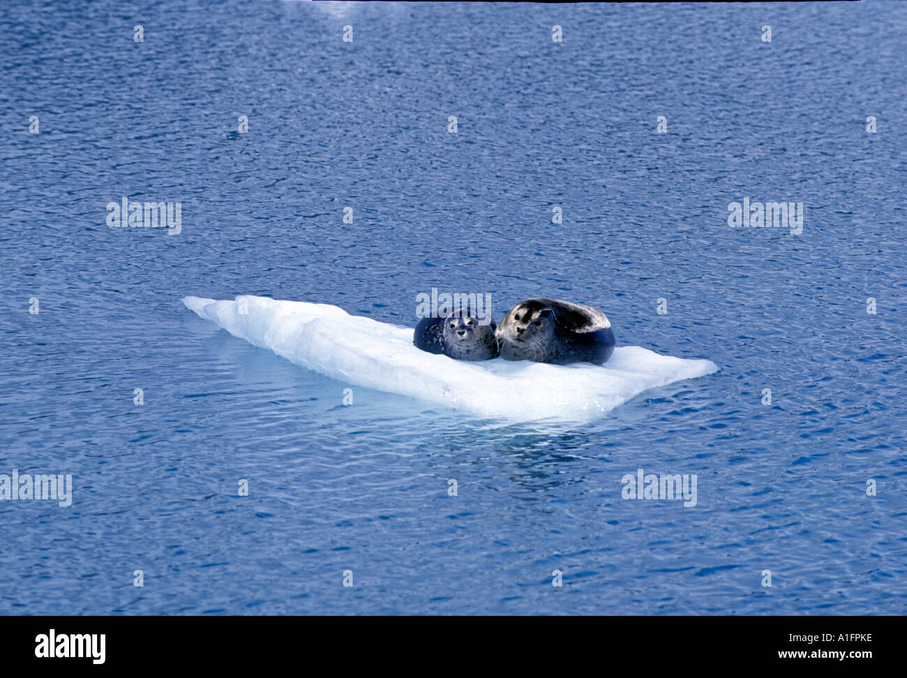 Harbor seals on floating glacier ice Prince William Sound Alaska Stock ...
