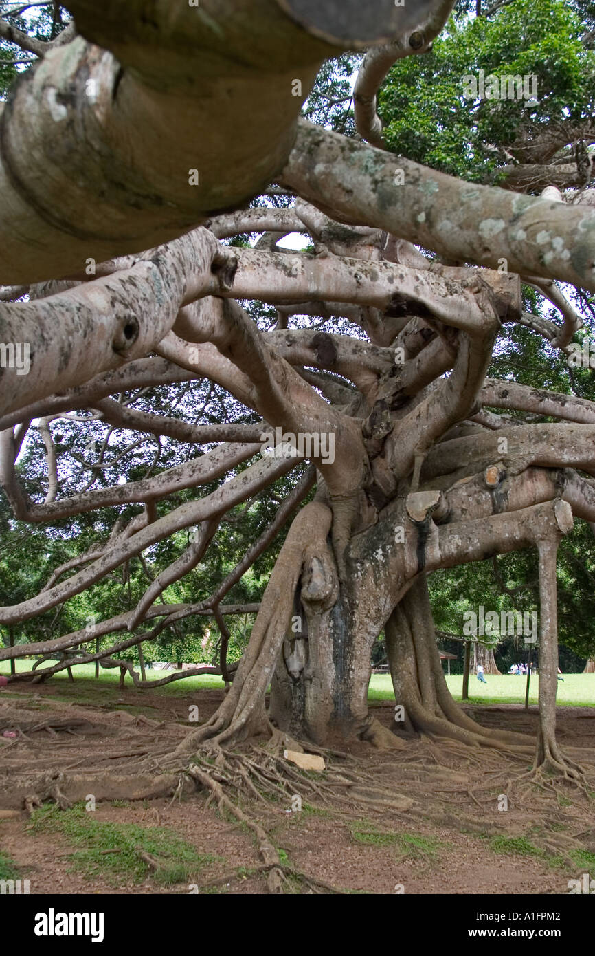 Giant Javan fig tree. Peradeniya Botanical gardens, Kandy, Sri Lanka ...