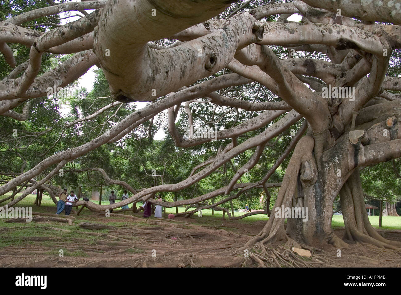 Giant Javan fig tree. Peradeniya Botanical gardens, Kandy, Sri Lanka ...