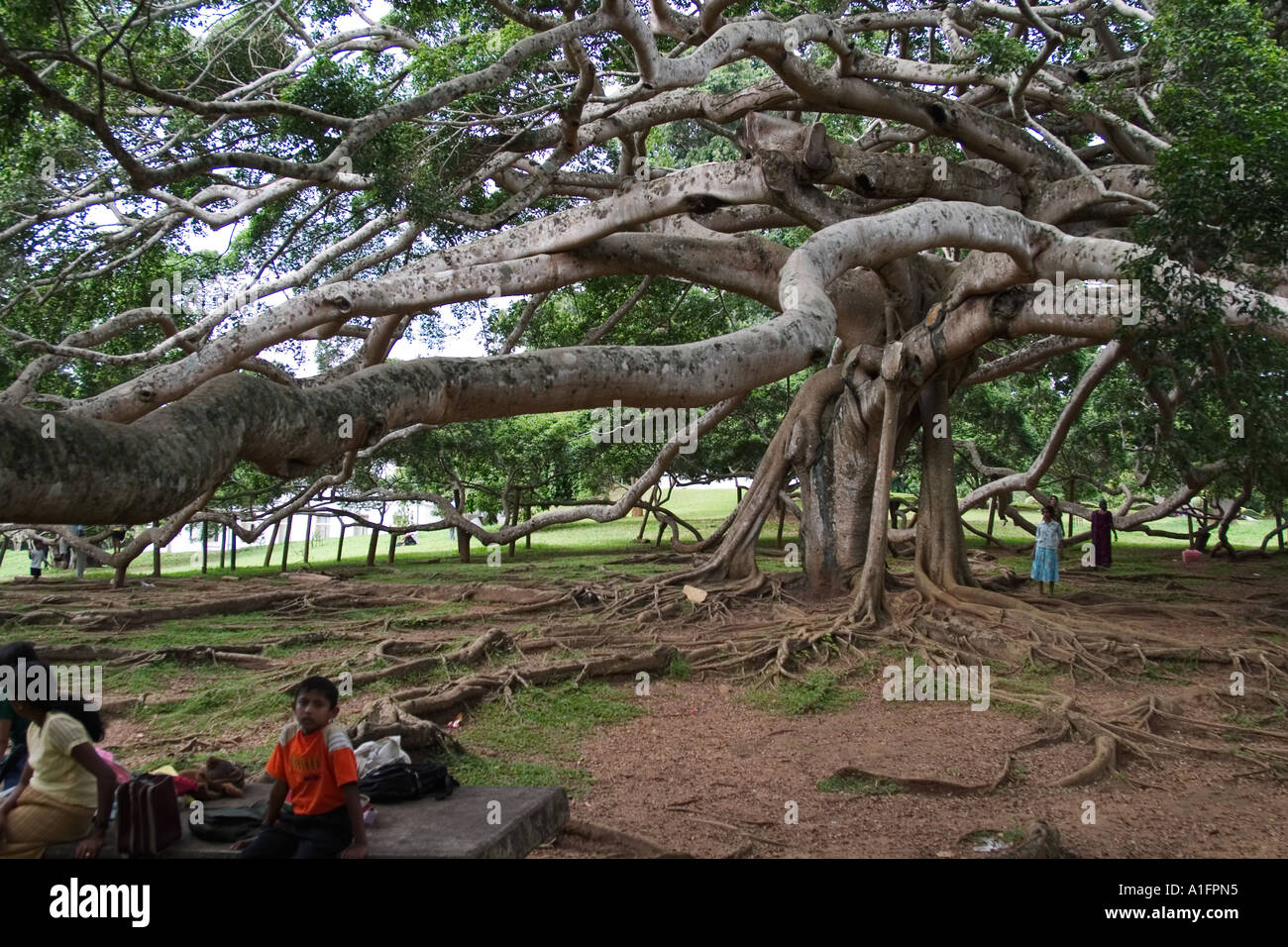 Giant Javan fig tree. Peradeniya Botanical gardens, Kandy, Sri Lanka ...