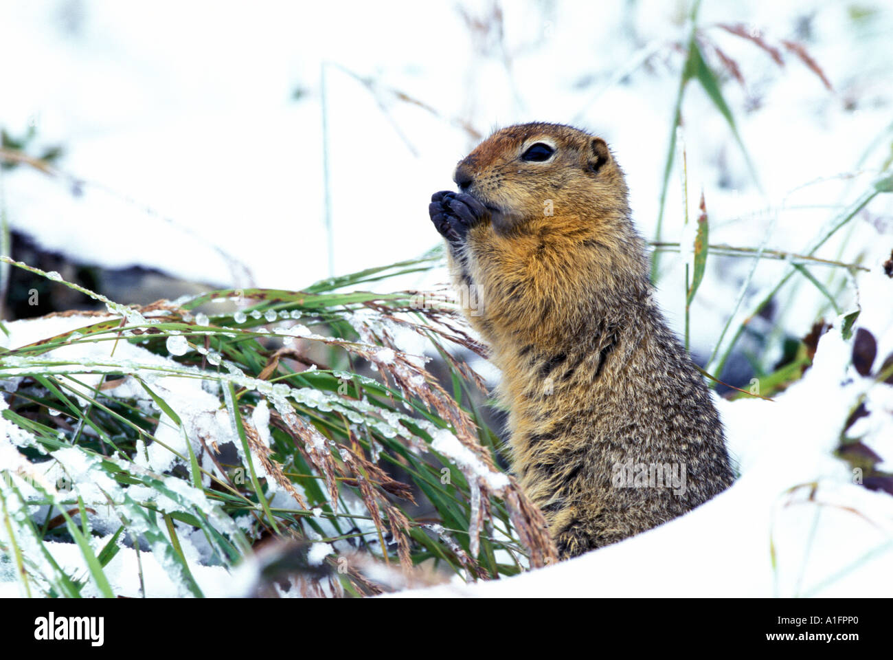 Alaskan ground squirrel hi-res stock photography and images - Alamy