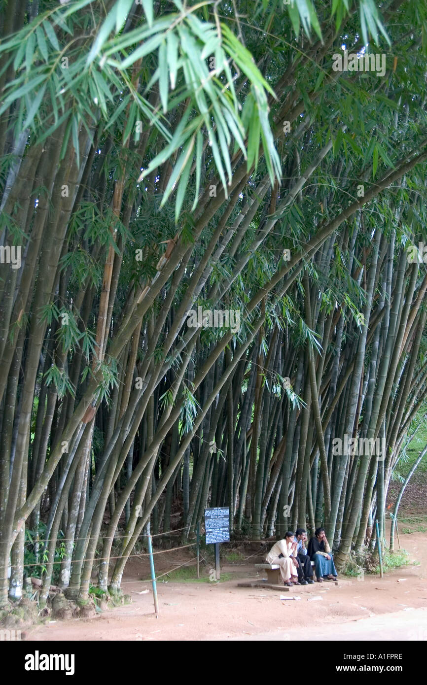 Giant bamboo. Peradeniya Botanical gardens, near Kandy, Sri Lanka Stock ...