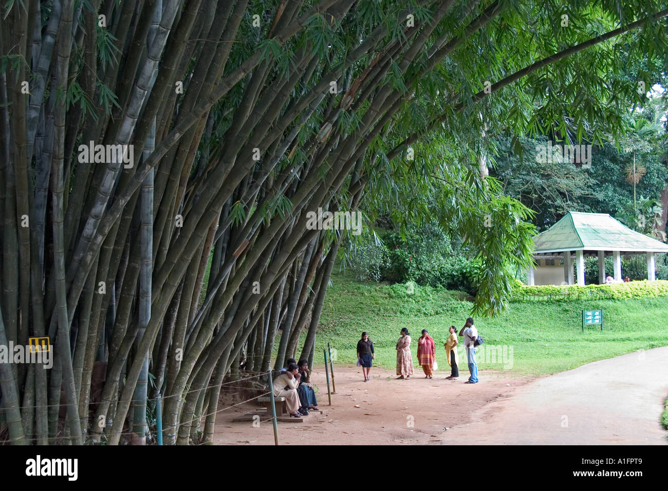 Giant bamboo. Peradeniya Botanical gardens, near Kandy, Sri Lanka Stock ...